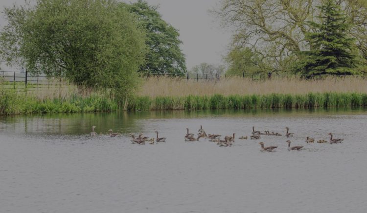 Paddock Fencing | Quality British made Estate Fencing, Tree Guards and ...