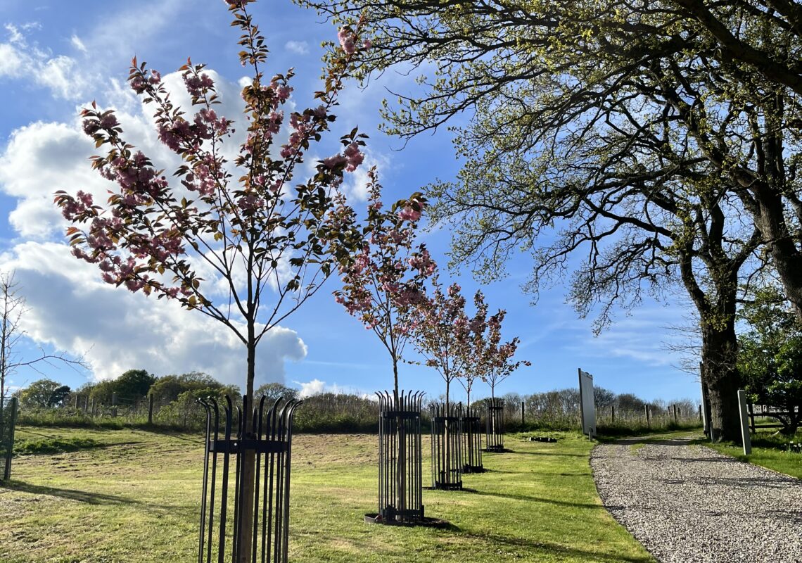 Protect Your Trees with Durable, Strong Tree Guards